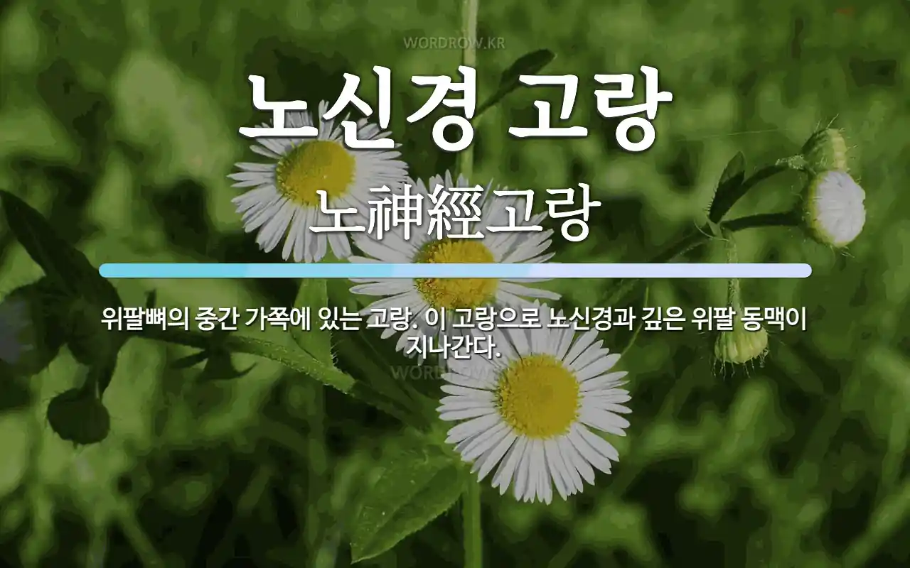 노신경 고랑 뜻 위팔뼈의 중간 가쪽에 있는 고랑 이 고랑으로 노신경과 깊은 위팔 동맥이 지나간다