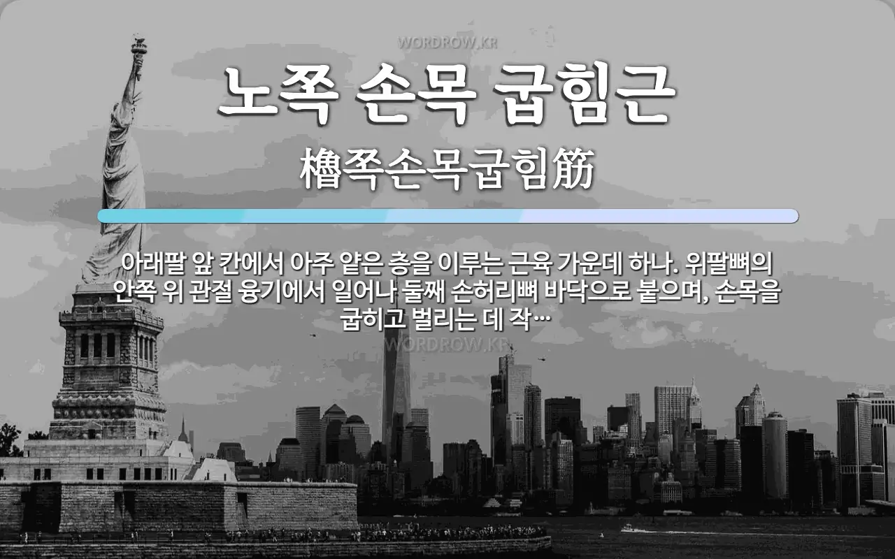 노쪽 손목 굽힘근 뜻 아래팔 앞 칸에서 아주 얕은 층을 이루는 근육 가운데 하나 위팔뼈의 안쪽 위 관절 융기에