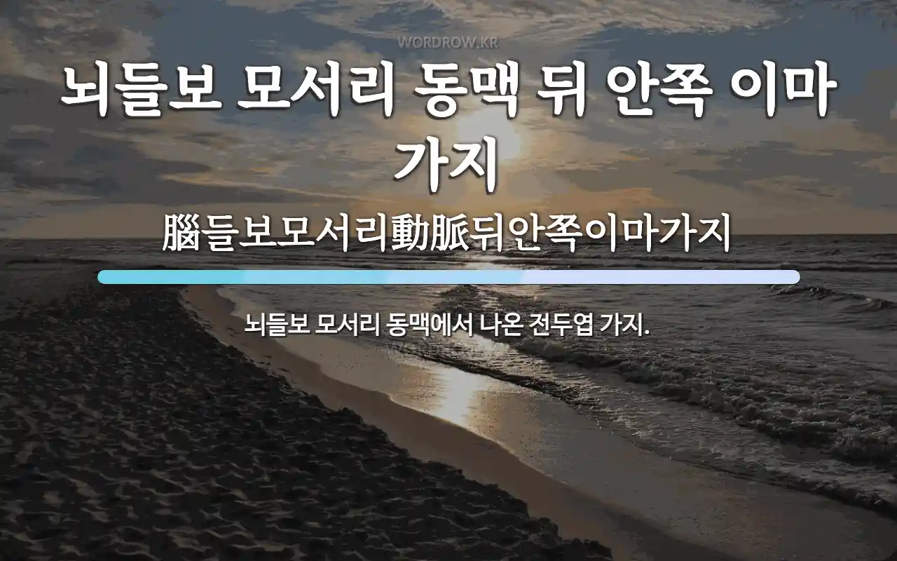뇌들보 모서리 동맥 뒤 안쪽 이마 가지 뜻 뇌들보 모서리 동맥에서 나온 전두엽 가지