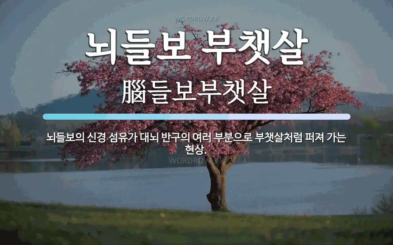 뇌들보 부챗살 뜻 뇌들보의 신경 섬유가 대뇌 반구의 여러 부분으로 부챗살처럼 퍼져 가는 현상