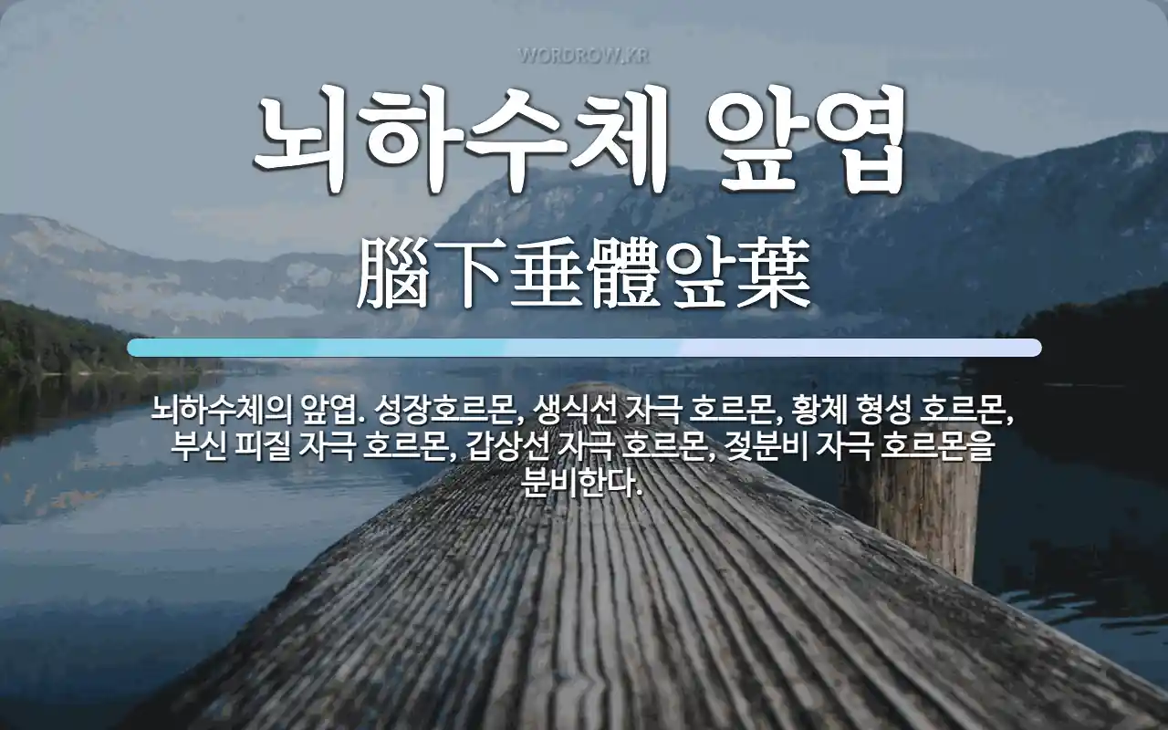 뇌하수체 앞엽 뜻 뇌하수체의 앞엽 성장호르몬 생식선 자극 호르몬 황체 형성 호르몬 부신 피질 자극 호