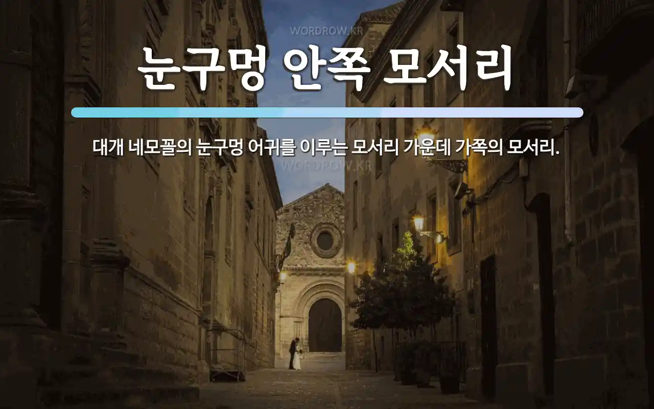 눈구멍 안쪽 모서리 뜻 대개 네모꼴의 눈구멍 어귀를 이루는 모서리 가운데 가쪽의 모서리