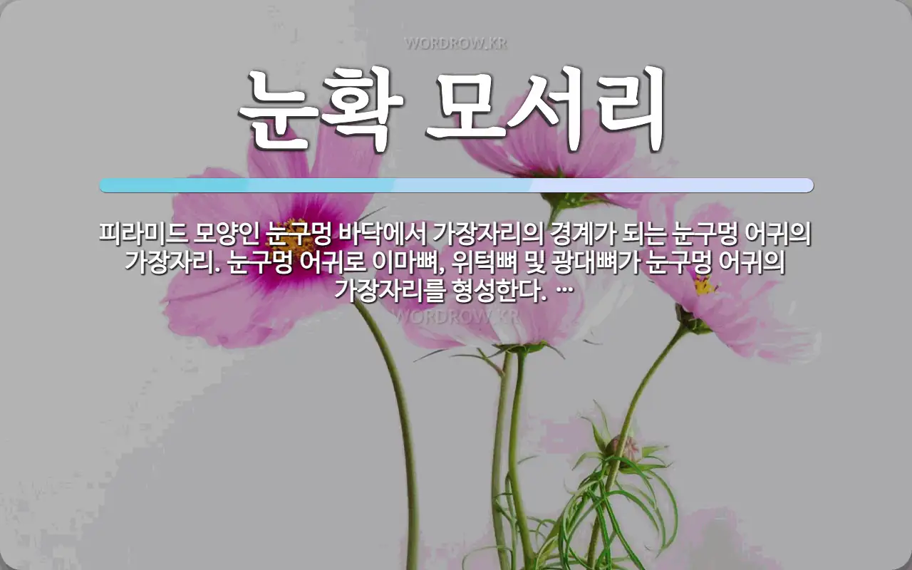 눈확 모서리 뜻 피라미드 모양인 눈구멍 바닥에서 가장자리의 경계가 되는 눈구멍 어귀의 가장자리 눈구멍 어