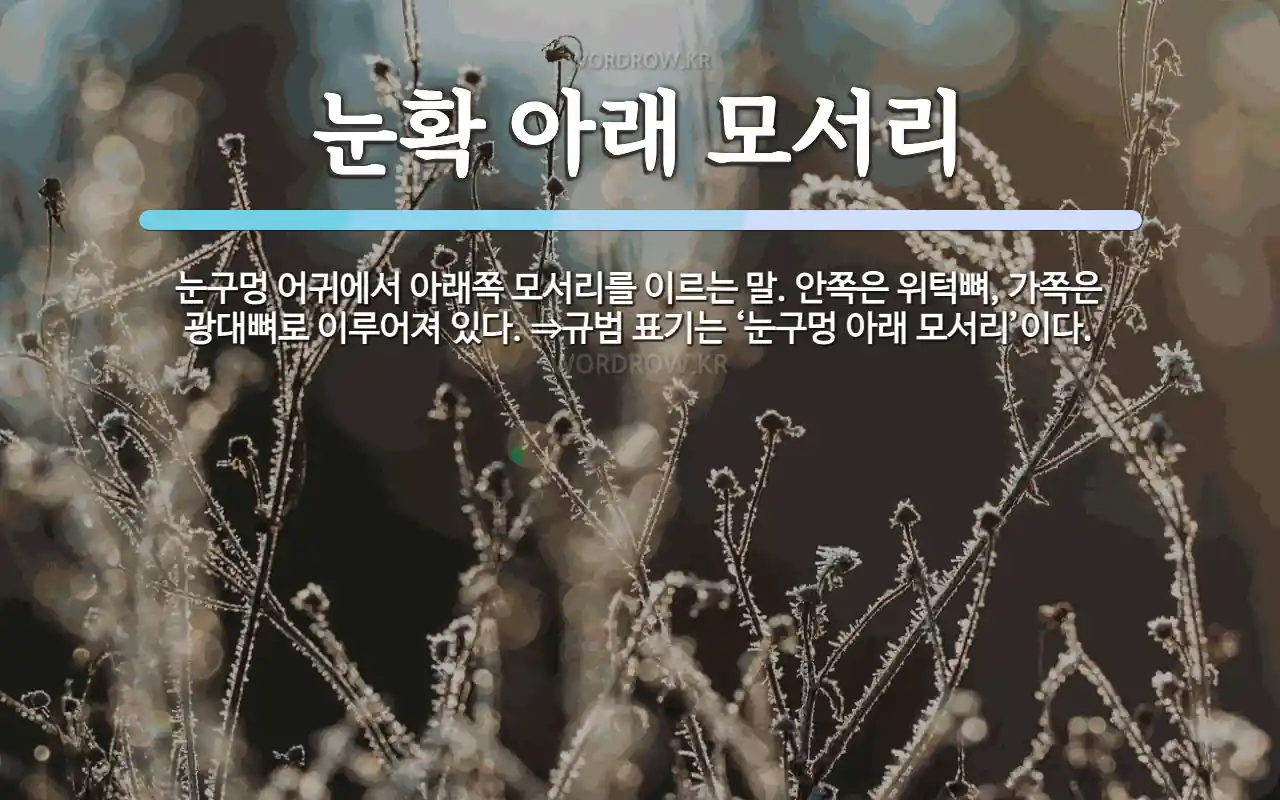 눈확 아래 모서리 뜻 눈구멍 어귀에서 아래쪽 모서리를 이르는 말 안쪽은 위턱뼈 가쪽은 광대뼈로 이루어져 있다