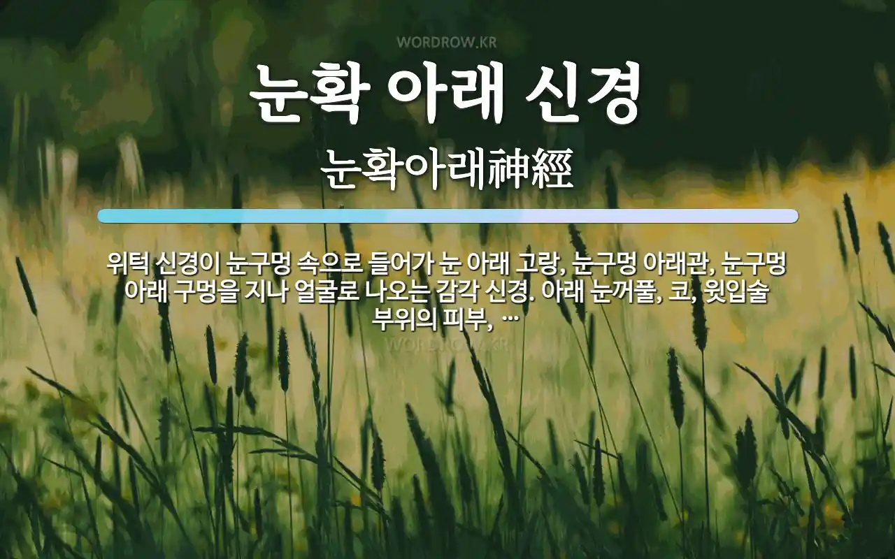눈확 아래 신경 뜻 위턱 신경이 눈구멍 속으로 들어가 눈 아래 고랑 눈구멍 아래관 눈구멍 아래 구멍을 지나