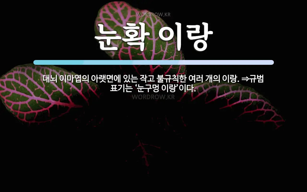 눈확 이랑 뜻 대뇌 이마엽의 아랫면에 있는 작고 불규칙한 여러 개의 이랑 ⇒규범 표기는 ‘눈구멍 이랑