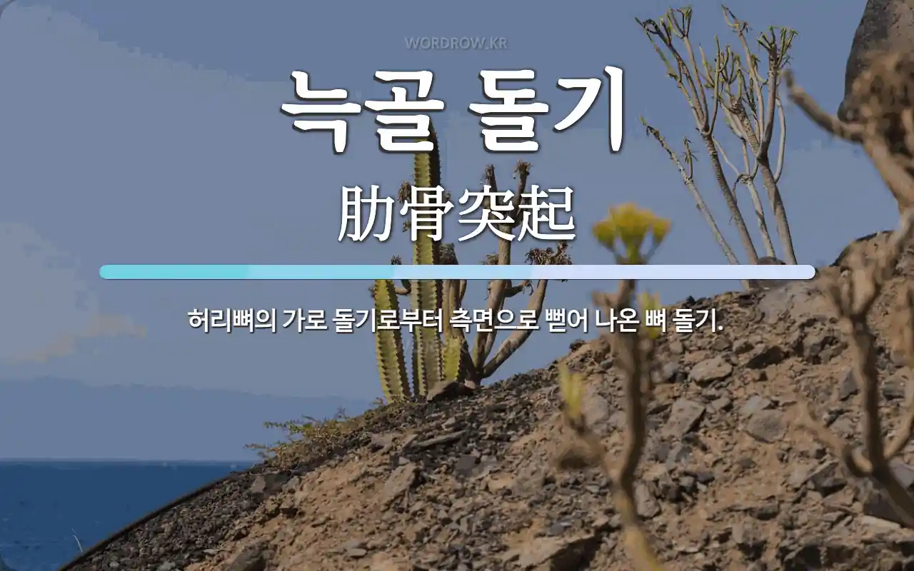 늑골 돌기 뜻 허리뼈의 가로 돌기로부터 측면으로 뻗어 나온 뼈 돌기