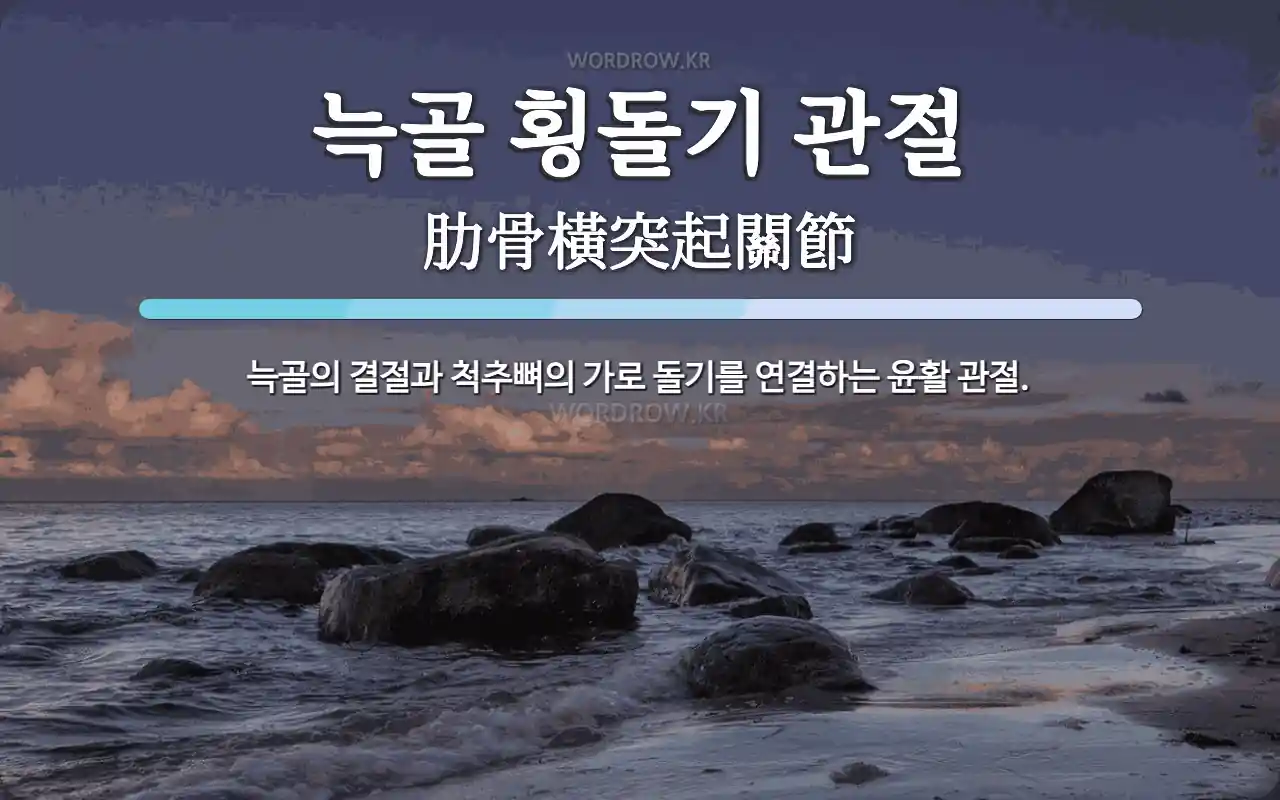 늑골 횡돌기 관절 뜻 늑골의 결절과 척추뼈의 가로 돌기를 연결하는 윤활 관절