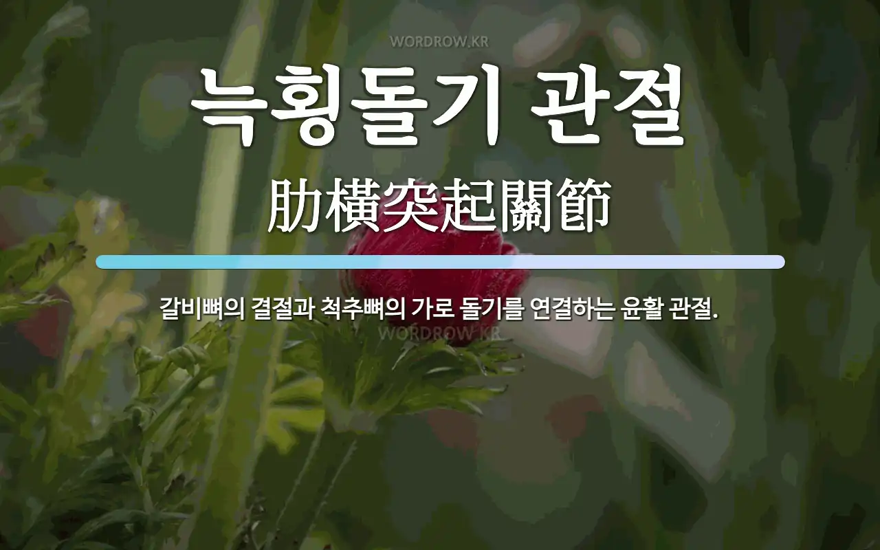 늑횡돌기 관절 뜻 갈비뼈의 결절과 척추뼈의 가로 돌기를 연결하는 윤활 관절