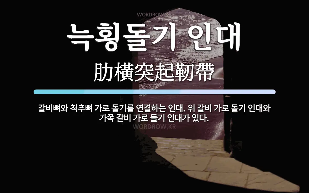 늑횡돌기 인대 뜻 갈비뼈와 척추뼈 가로 돌기를 연결하는 인대 위 갈비 가로 돌기 인대와 가쪽 갈비 가로 돌