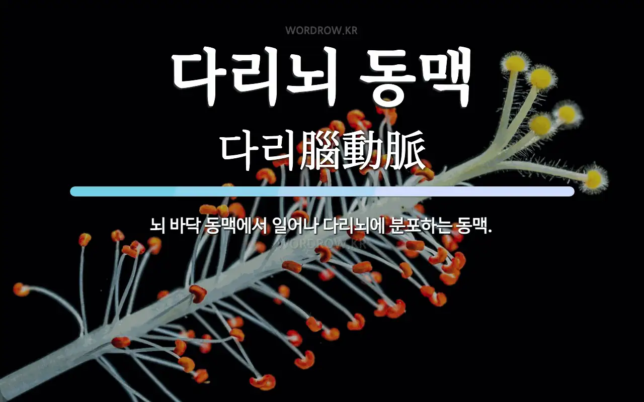 다리뇌 동맥 뜻 뇌 바닥 동맥에서 일어나 다리뇌에 분포하는 동맥