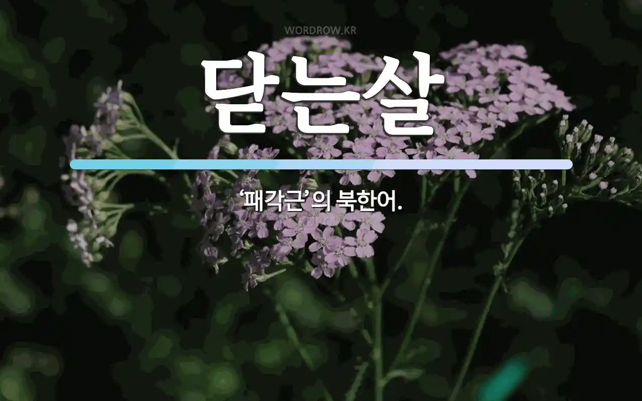 닫는살 뜻 ‘패각근의 북한어