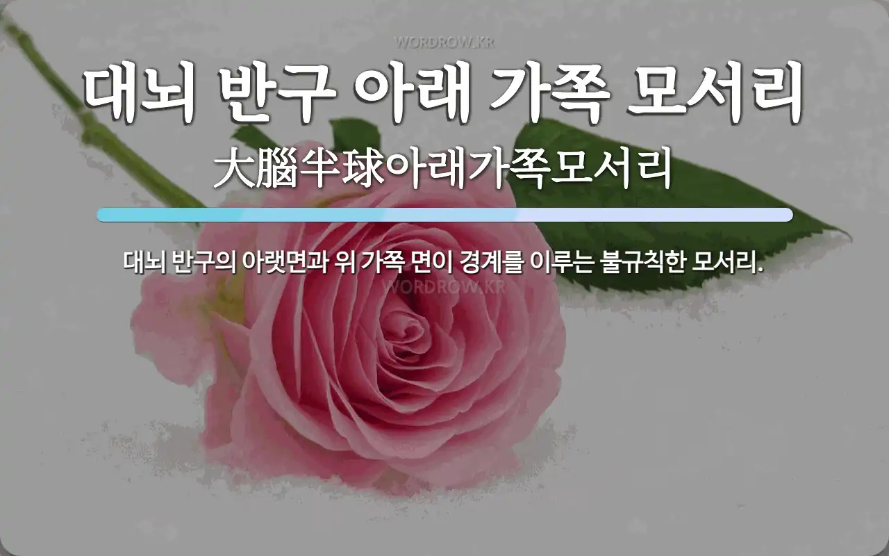 대뇌 반구 아래 가쪽 모서리 뜻 대뇌 반구의 아랫면과 위 가쪽 면이 경계를 이루는 불규칙한 모서리