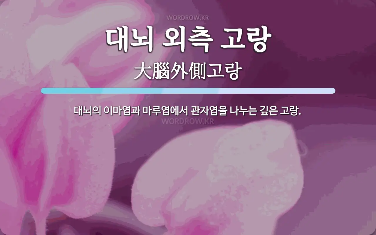 대뇌 외측 고랑 뜻 대뇌의 이마엽과 마루엽에서 관자엽을 나누는 깊은 고랑