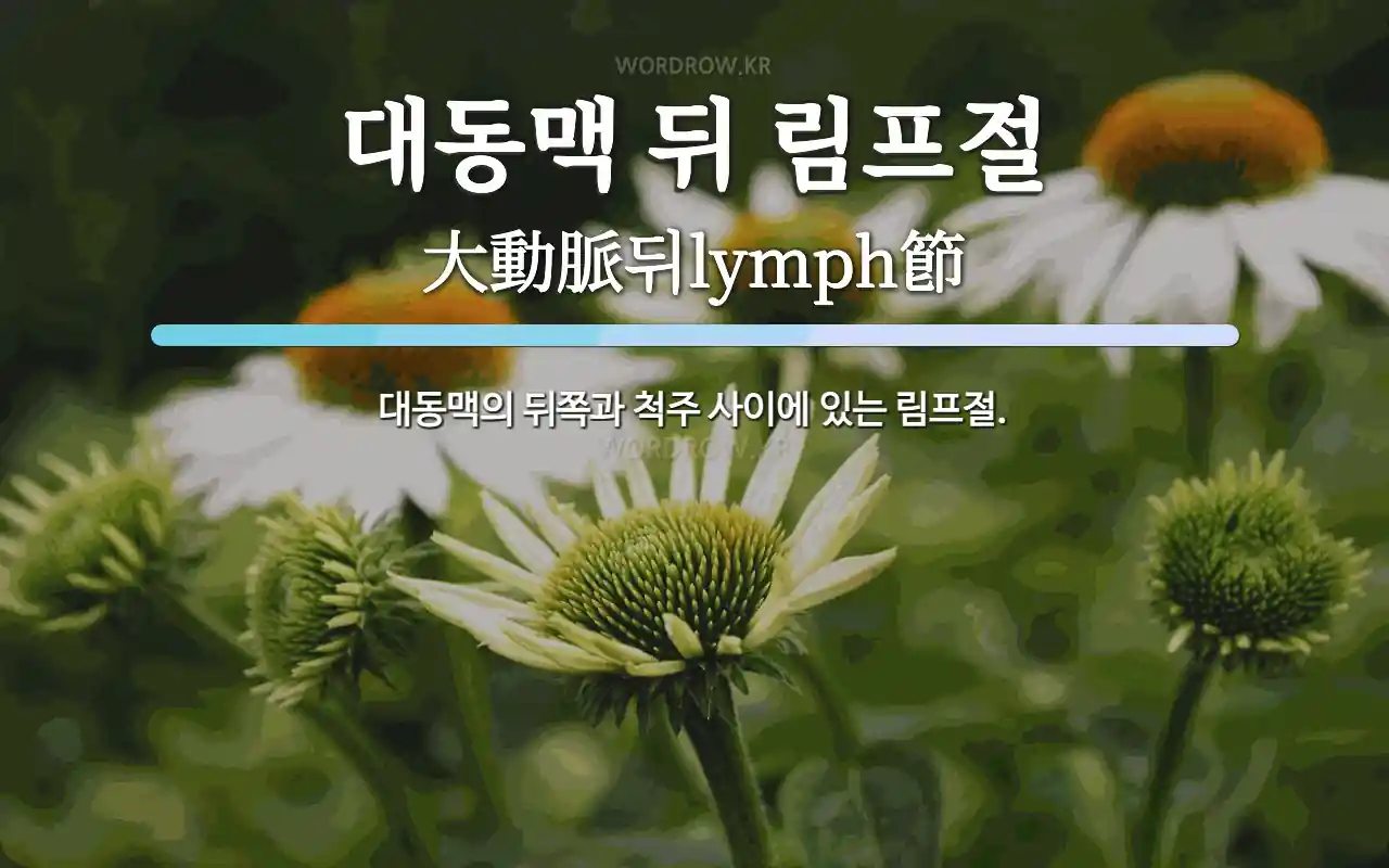 대동맥 뒤 림프절 뜻 대동맥의 뒤쪽과 척주 사이에 있는 림프절