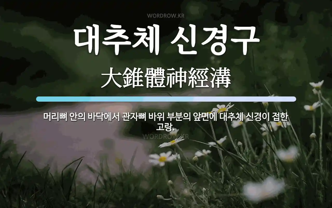 대추체 신경구 뜻 머리뼈 안의 바닥에서 관자뼈 바위 부분의 앞면에 대추체 신경이 접한 고랑