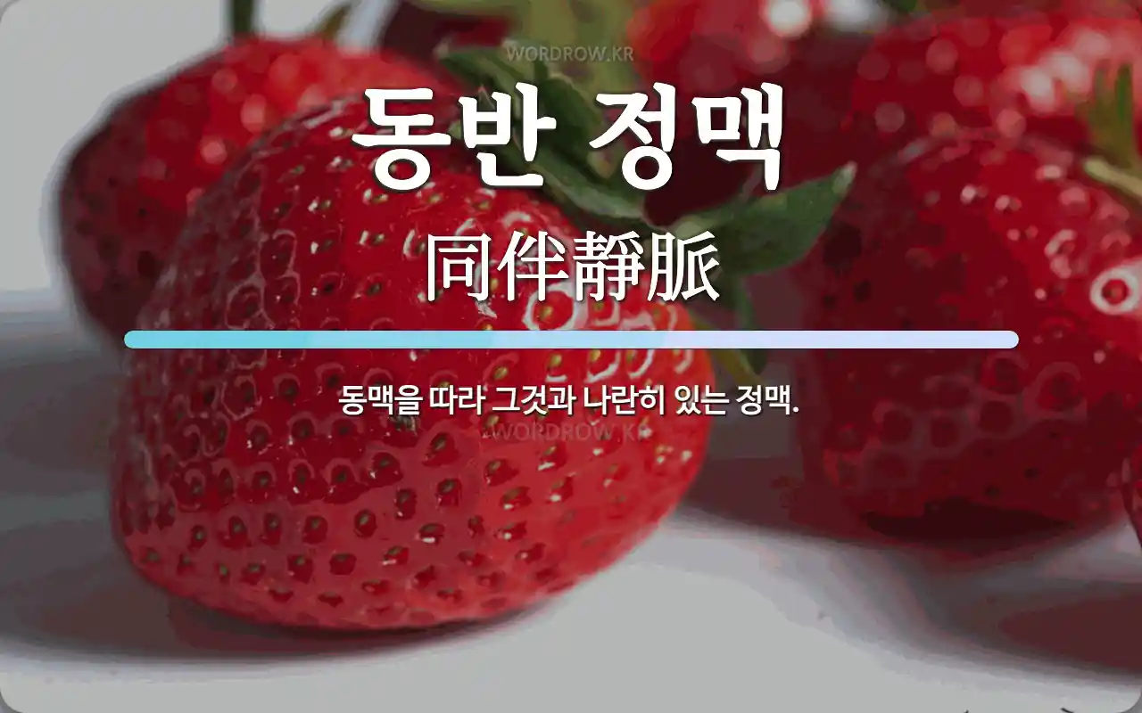 동반 정맥 뜻 동맥을 따라 그것과 나란히 있는 정맥