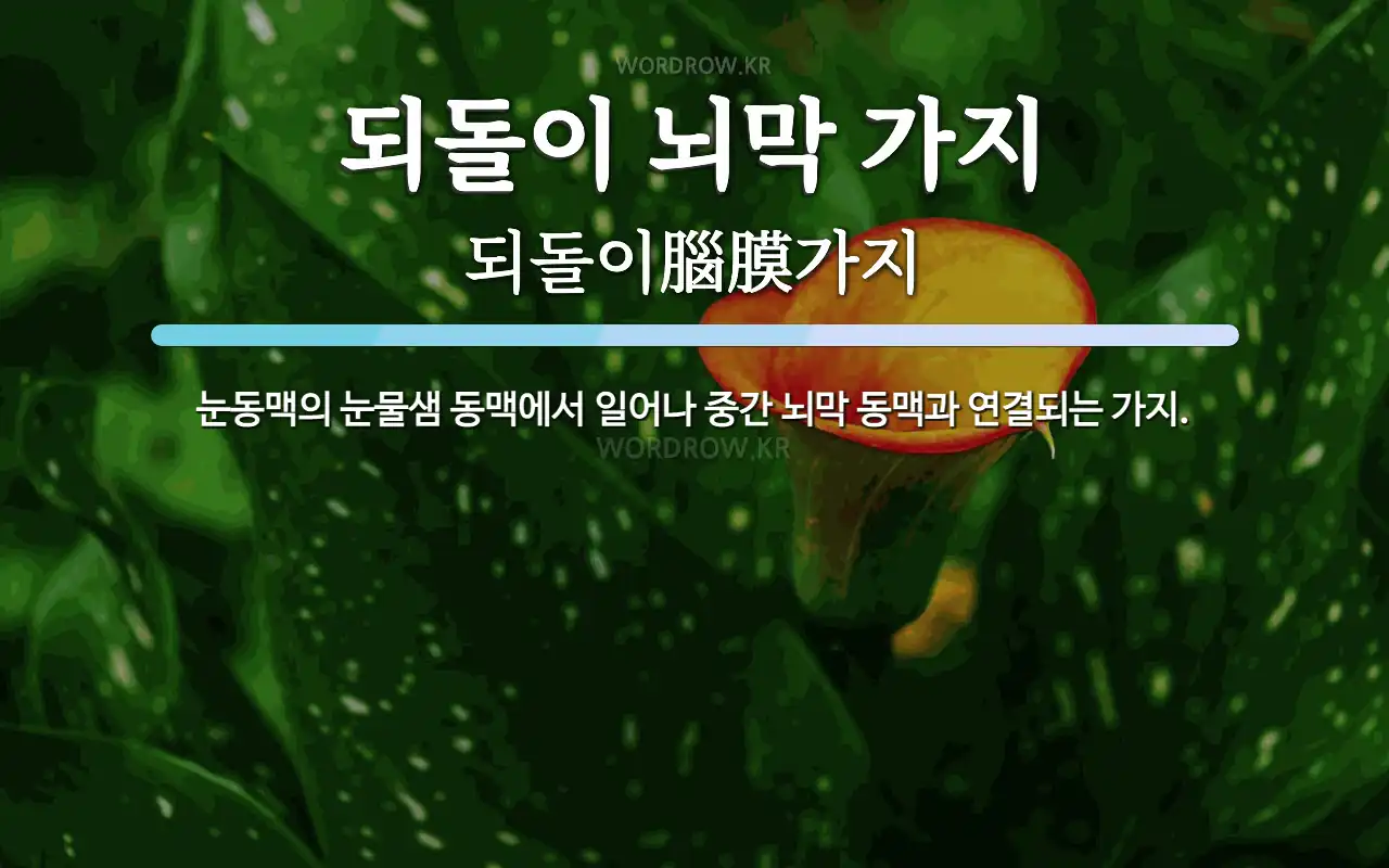 되돌이 뇌막 가지 뜻 눈동맥의 눈물샘 동맥에서 일어나 중간 뇌막 동맥과 연결되는 가지