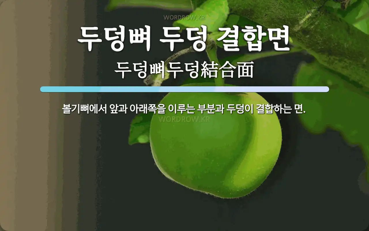 두덩뼈 두덩 결합면 뜻 볼기뼈에서 앞과 아래쪽을 이루는 부분과 두덩이 결합하는 면