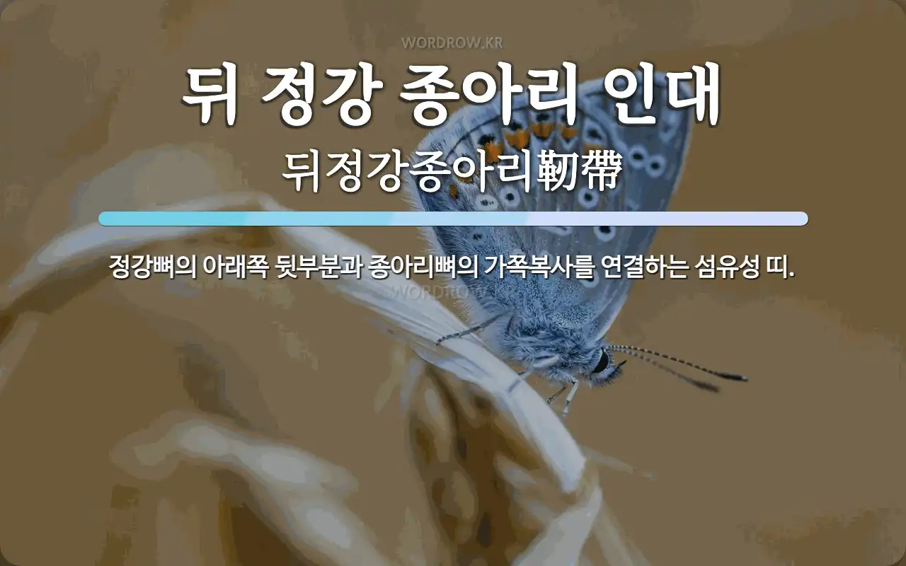 뒤 정강 종아리 인대 뜻 정강뼈의 아래쪽 뒷부분과 종아리뼈의 가쪽복사를 연결하는 섬유성 띠