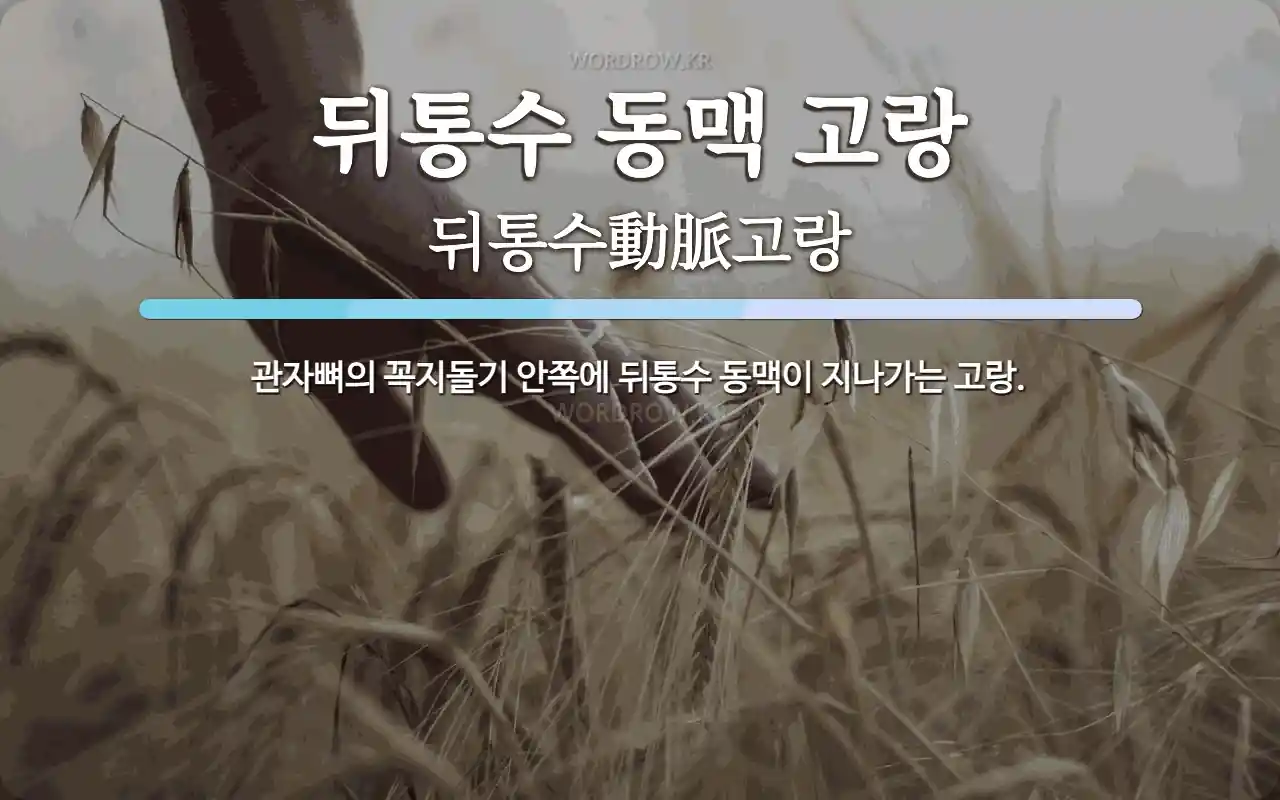 뒤통수 동맥 고랑 뜻 관자뼈의 꼭지돌기 안쪽에 뒤통수 동맥이 지나가는 고랑
