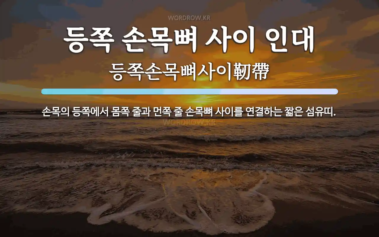 등쪽 손목뼈 사이 인대 뜻 손목의 등쪽에서 몸쪽 줄과 먼쪽 줄 손목뼈 사이를 연결하는 짧은 섬유띠