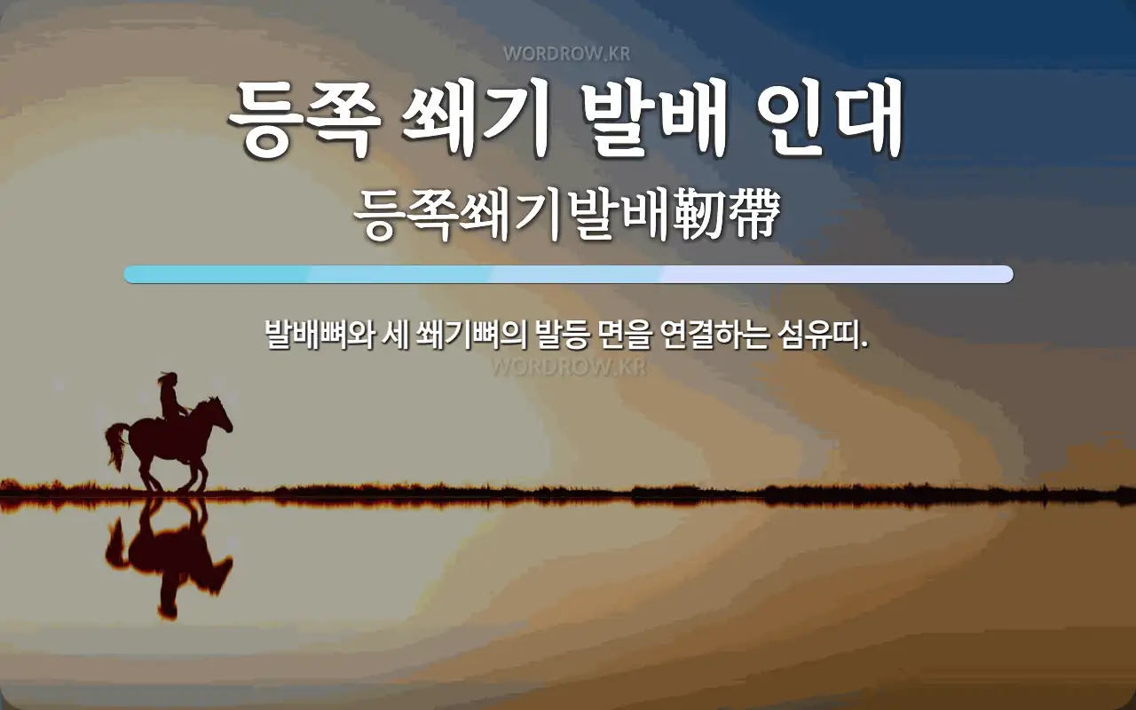 등쪽 쐐기 발배 인대 뜻 발배뼈와 세 쐐기뼈의 발등 면을 연결하는 섬유띠