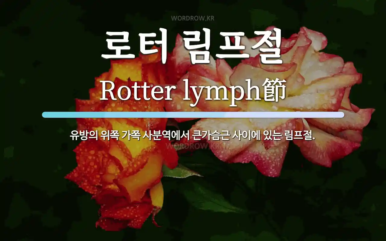 로터 림프절 뜻 유방의 위쪽 가쪽 사분역에서 큰가슴근 사이에 있는 림프절