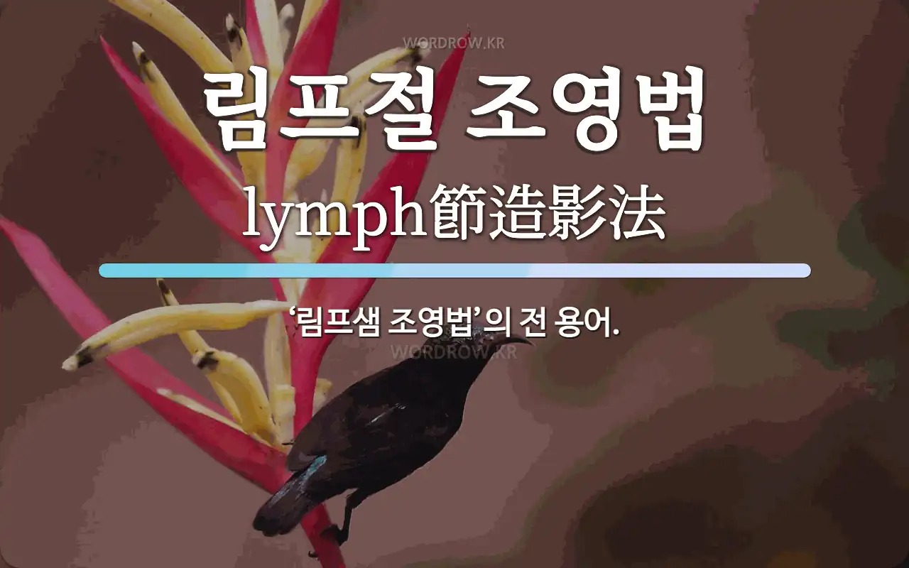 림프절 조영법 뜻 ‘림프샘 조영법의 전 용어