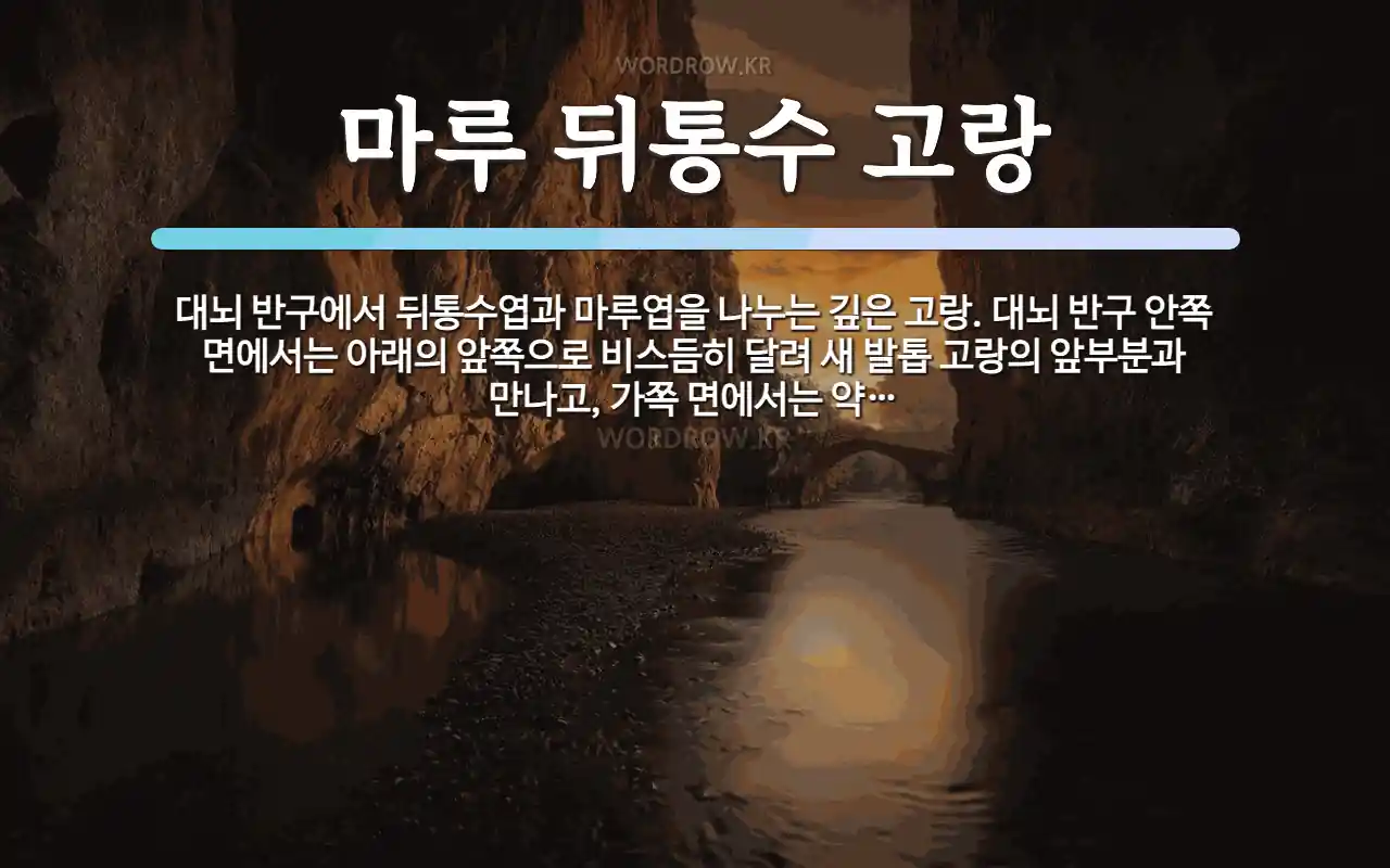 마루 뒤통수 고랑 뜻 대뇌 반구에서 뒤통수엽과 마루엽을 나누는 깊은 고랑 대뇌 반구 안쪽 면에서는 아래의 앞쪽