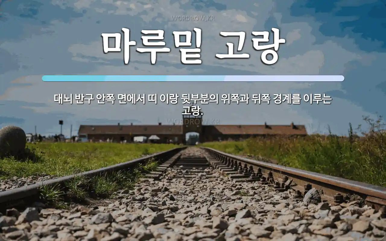 마루밑 고랑 뜻 대뇌 반구 안쪽 면에서 띠 이랑 뒷부분의 위쪽과 뒤쪽 경계를 이루는 고랑