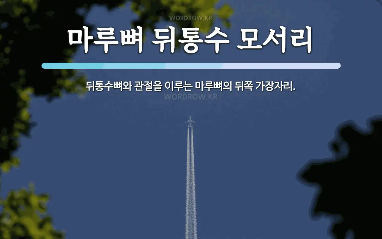 마루뼈 뒤통수 모서리 뜻 뒤통수뼈와 관절을 이루는 마루뼈의 뒤쪽 가장자리