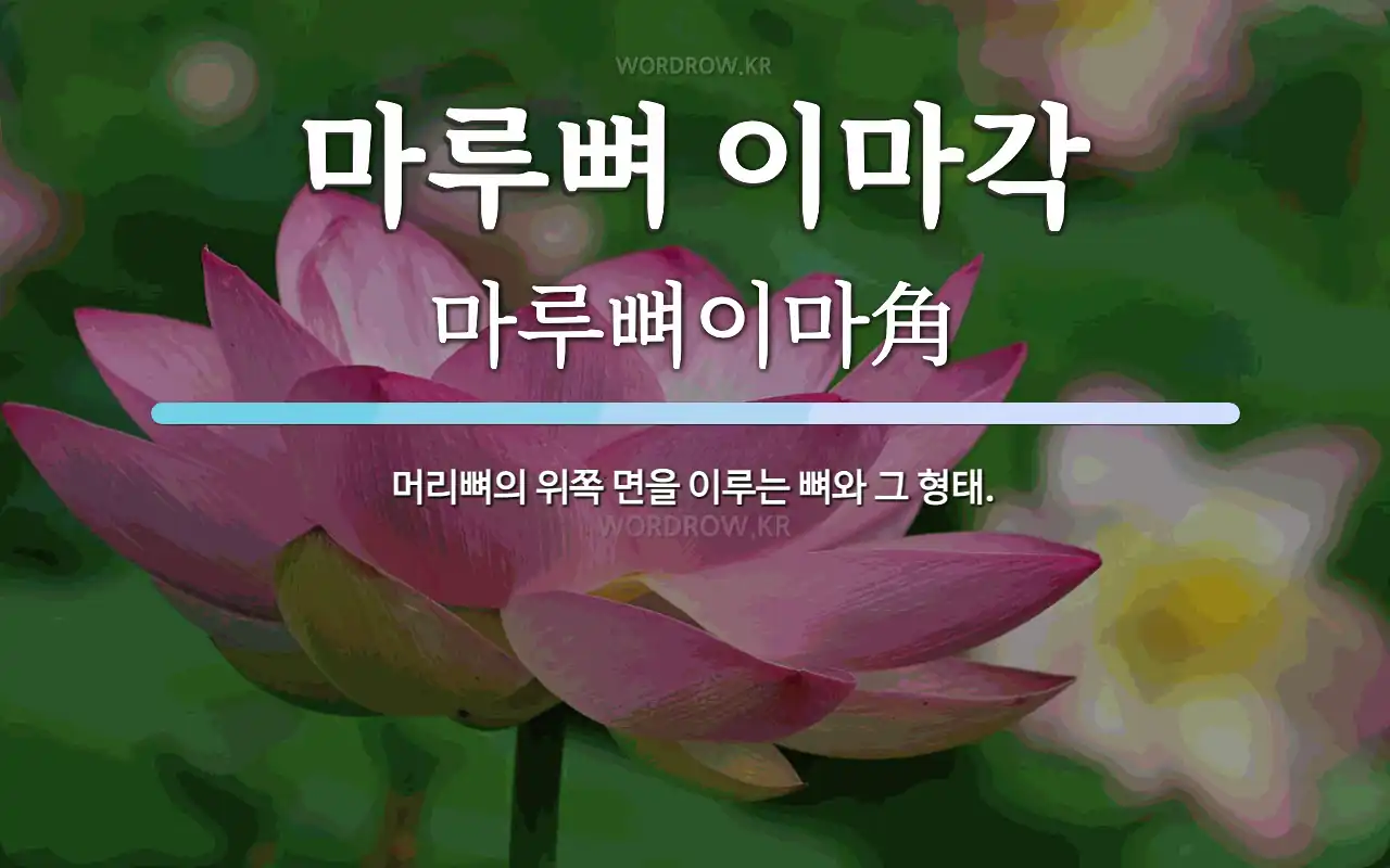 마루뼈 이마각 뜻 머리뼈의 위쪽 면을 이루는 뼈와 그 형태
