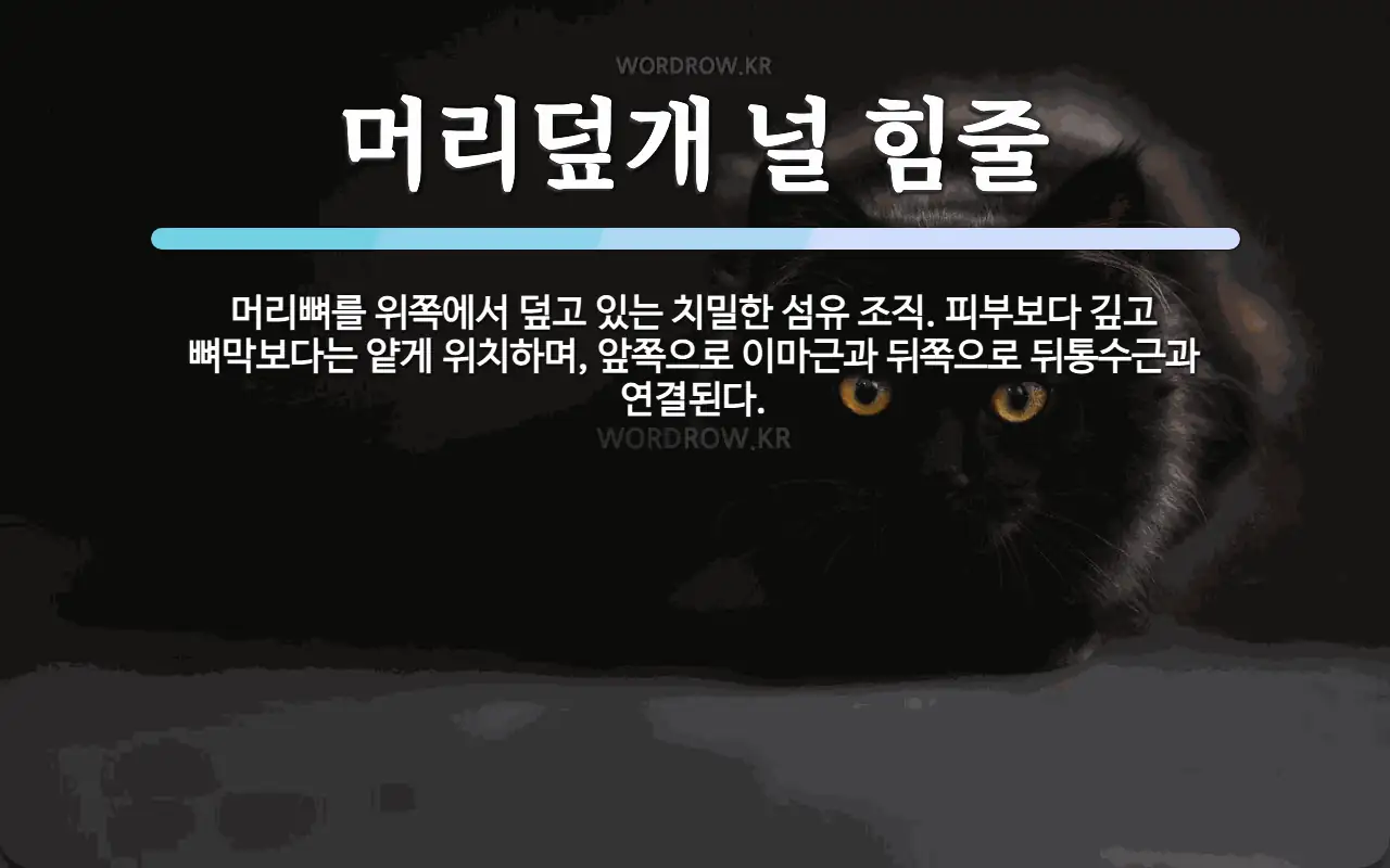 머리덮개 널 힘줄 뜻 머리뼈를 위쪽에서 덮고 있는 치밀한 섬유 조직 피부보다 깊고 뼈막보다는 얕게 위치하며