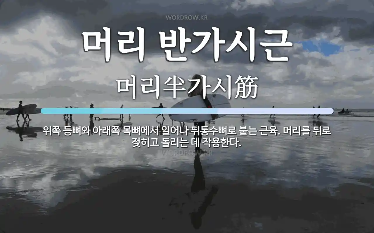 머리 반가시근 뜻 위쪽 등뼈와 아래쪽 목뼈에서 일어나 뒤통수뼈로 붙는 근육 머리를 뒤로 젖히고 돌리는 데