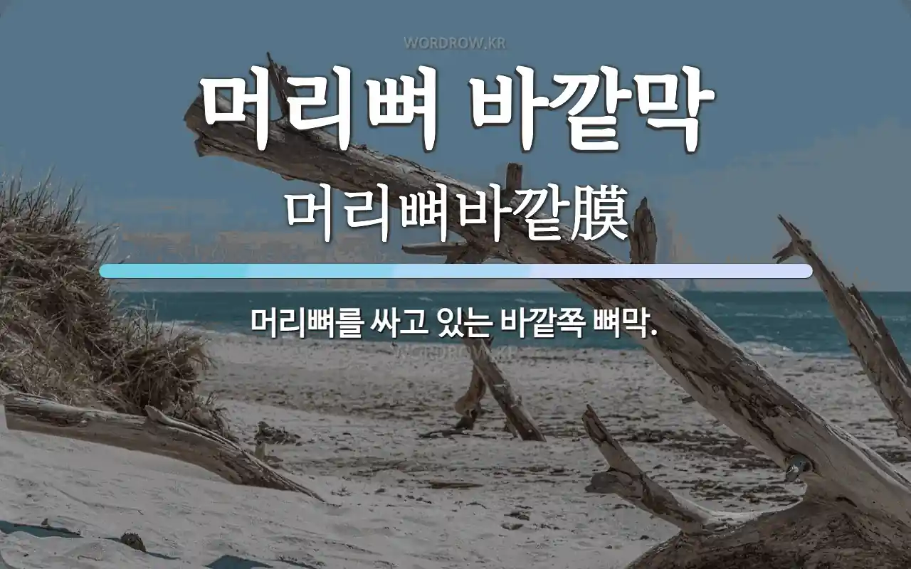 머리뼈 바깥막 뜻 머리뼈를 싸고 있는 바깥쪽 뼈막