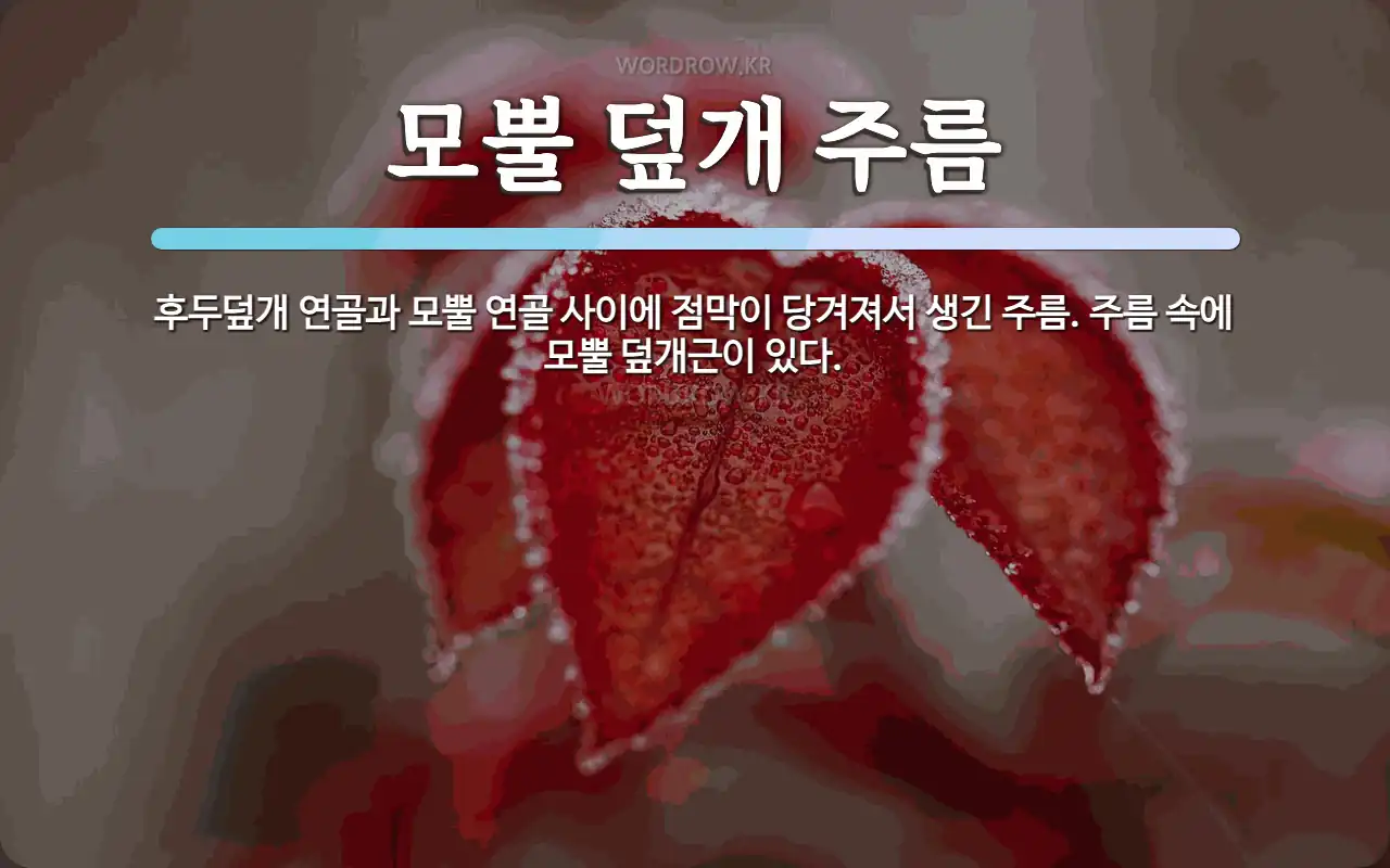 모뿔 덮개 주름 뜻 후두덮개 연골과 모뿔 연골 사이에 점막이 당겨져서 생긴 주름 주름 속에 모뿔 덮개근이 있