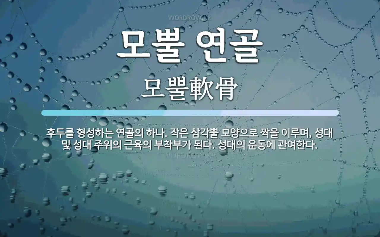 모뿔 연골 뜻 후두를 형성하는 연골의 하나 작은 삼각뿔 모양으로 짝을 이루며 성대 및 성대 주위의 근