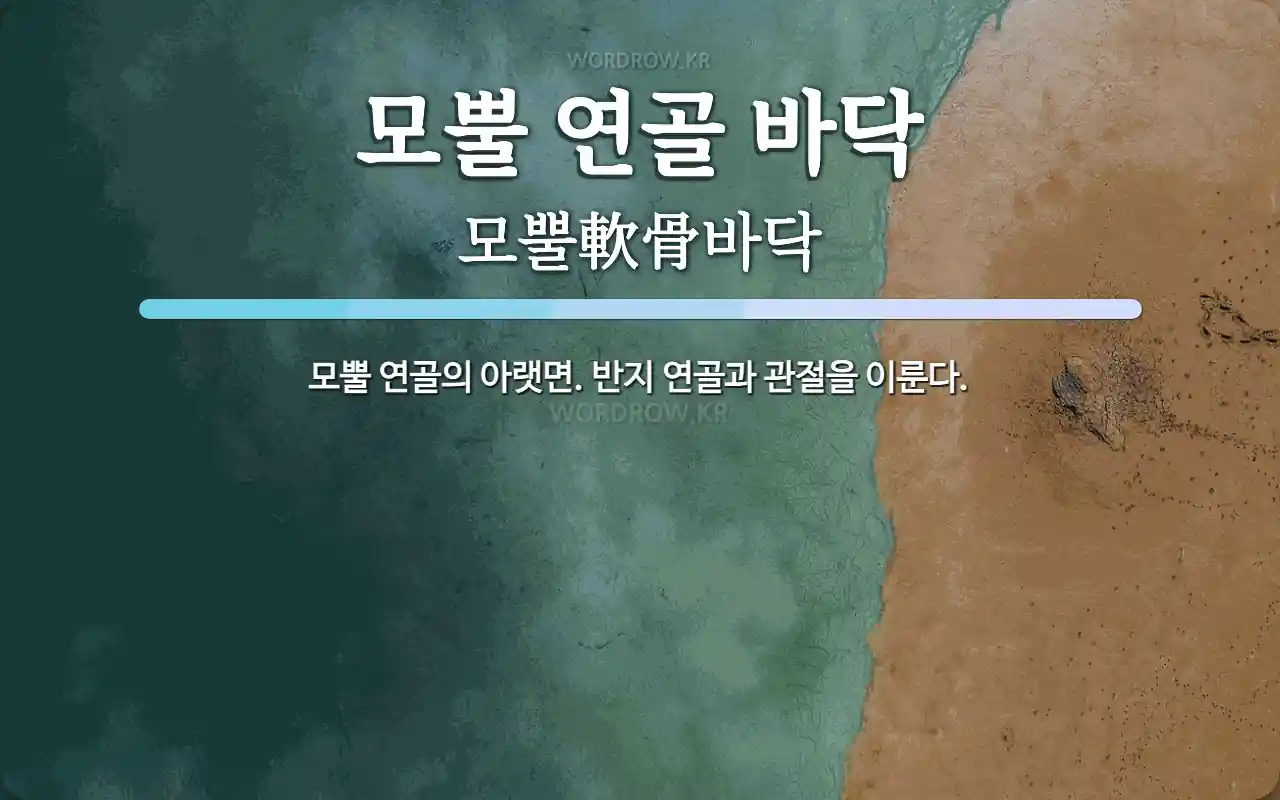모뿔 연골 바닥 뜻 모뿔 연골의 아랫면 반지 연골과 관절을 이룬다