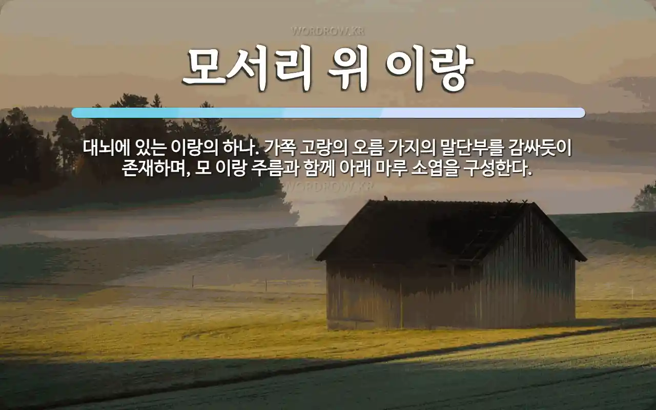 모서리 위 이랑 뜻 대뇌에 있는 이랑의 하나 가쪽 고랑의 오름 가지의 말단부를 감싸듯이 존재하며 모 이랑