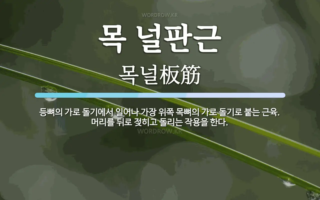 목 널판근 뜻 등뼈의 가로 돌기에서 일어나 가장 위쪽 목뼈의 가로 돌기로 붙는 근육 머리를 뒤로 젖히고