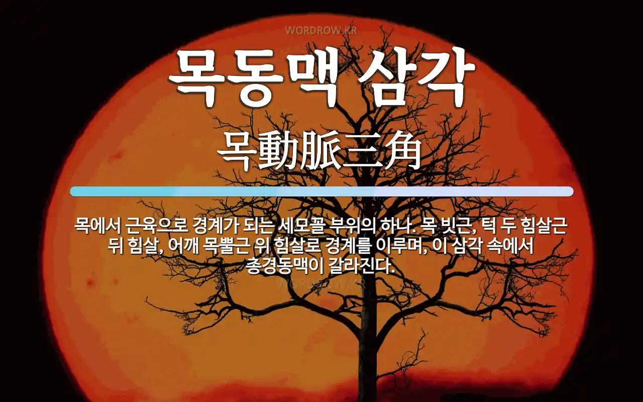 목동맥 삼각 뜻 목에서 근육으로 경계가 되는 세모꼴 부위의 하나 목 빗근 턱 두 힘살근 뒤 힘살 어깨
