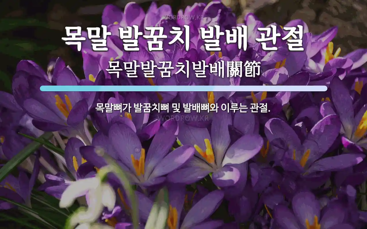 목말 발꿈치 발배 관절 뜻 목말뼈가 발꿈치뼈 및 발배뼈와 이루는 관절