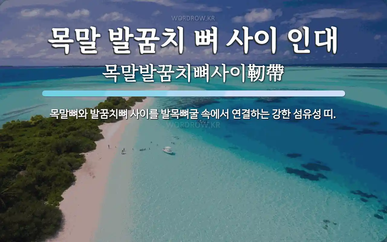 목말 발꿈치 뼈 사이 인대 뜻 목말뼈와 발꿈치뼈 사이를 발목뼈굴 속에서 연결하는 강한 섬유성 띠