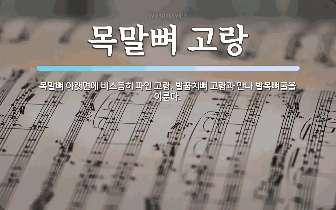 목말뼈 고랑 뜻 목말뼈 아랫면에 비스듬히 파인 고랑 발꿈치뼈 고랑과 만나 발목뼈굴을 이룬다