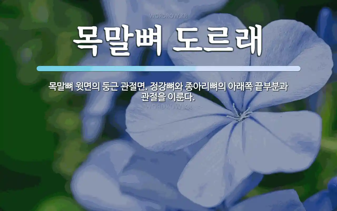 목말뼈 도르래 뜻 목말뼈 윗면의 둥근 관절면 정강뼈와 종아리뼈의 아래쪽 끝부분과 관절을 이룬다