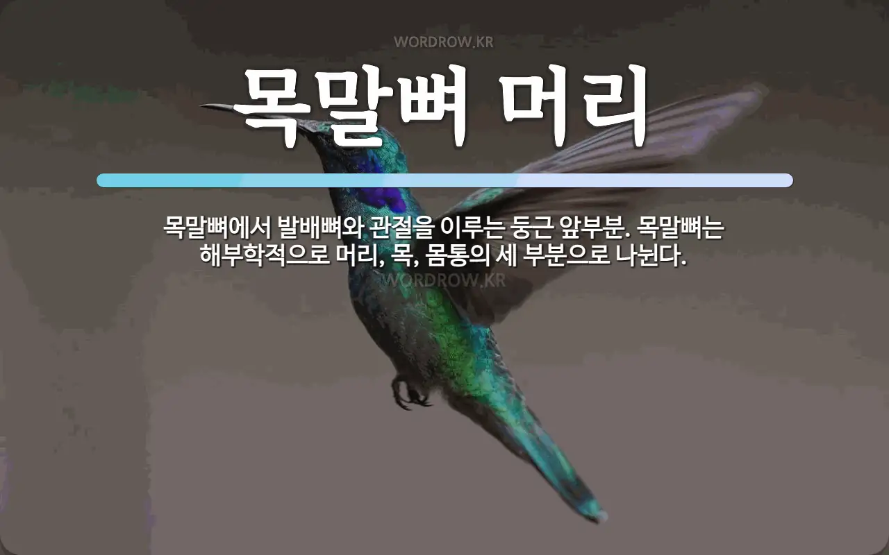 목말뼈 머리 뜻 목말뼈에서 발배뼈와 관절을 이루는 둥근 앞부분 목말뼈는 해부학적으로 머리 목 몸통의
