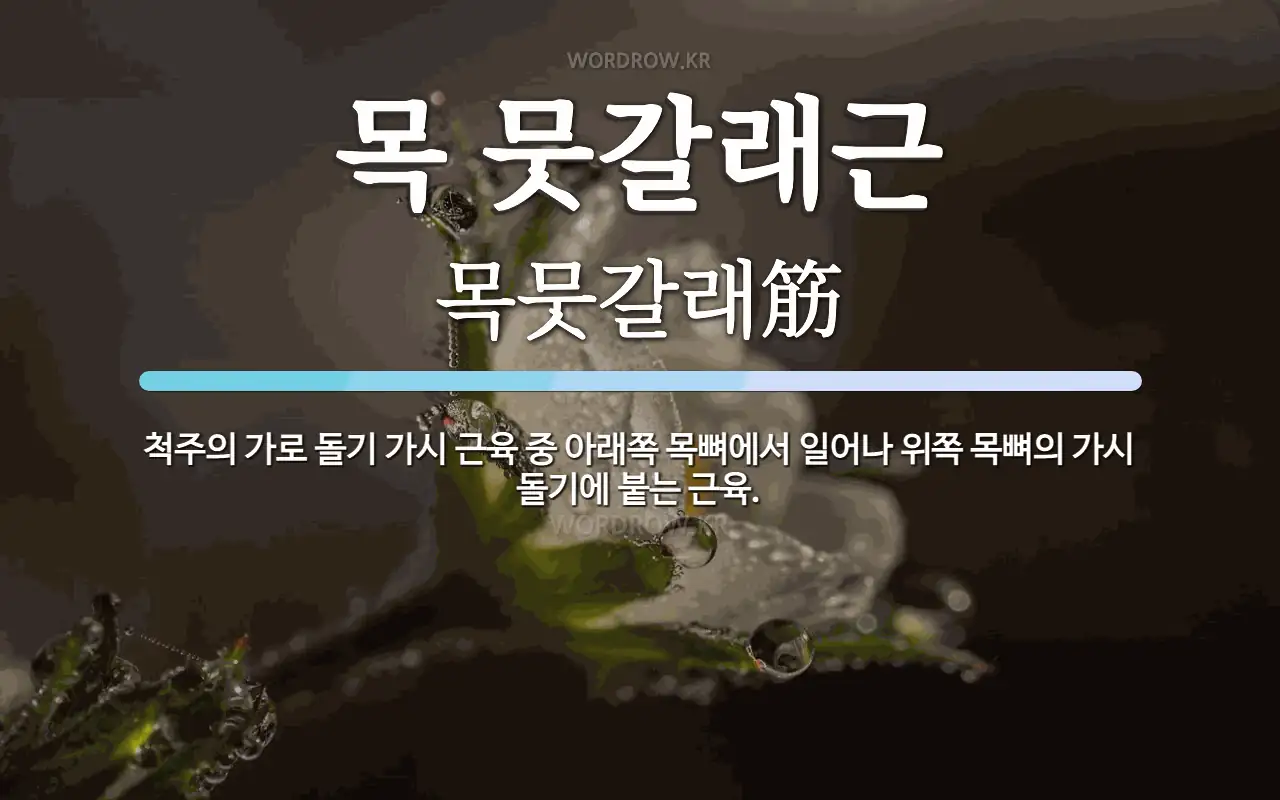 목 뭇갈래근 뜻 척주의 가로 돌기 가시 근육 중 아래쪽 목뼈에서 일어나 위쪽 목뼈의 가시 돌기에 붙는 근육