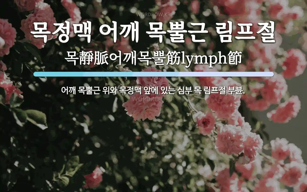 목정맥 어깨 목뿔근 림프절 뜻 어깨 목뿔근 위와 목정맥 앞에 있는 심부 목 림프절 부뷴