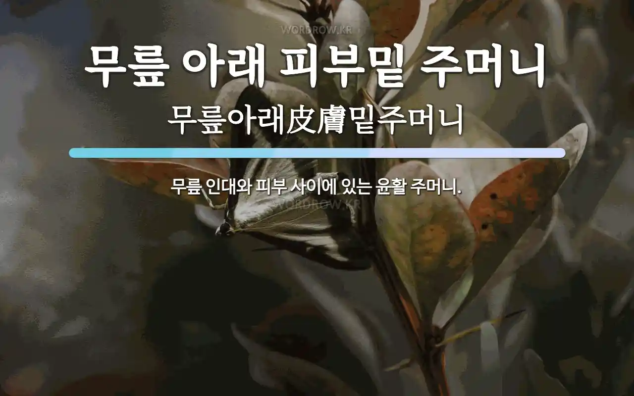 무릎 아래 피부밑 주머니 뜻 무릎 인대와 피부 사이에 있는 윤활 주머니